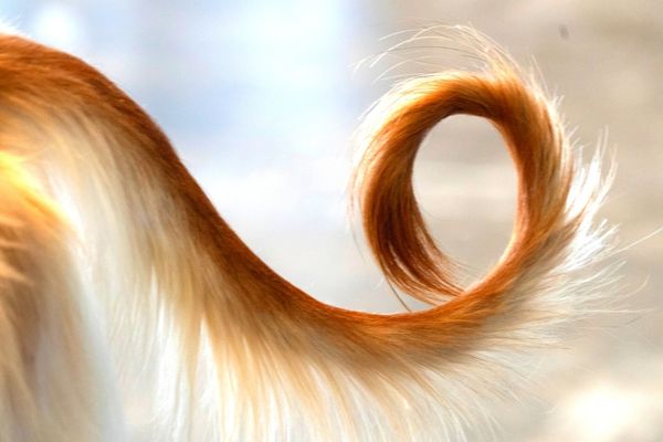 Les Vrais Signes Qui Montrent Que Votre Chien Vous Aime (Vraiment).