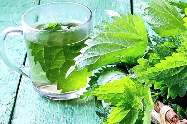 34 Recettes Délicieuses à Base d'Orties (Faciles et Rapides à Faire).