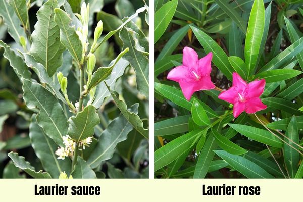 Mettez 3 Feuilles de Laurier dans la Douche : Et Profitez des Bienfaits ...