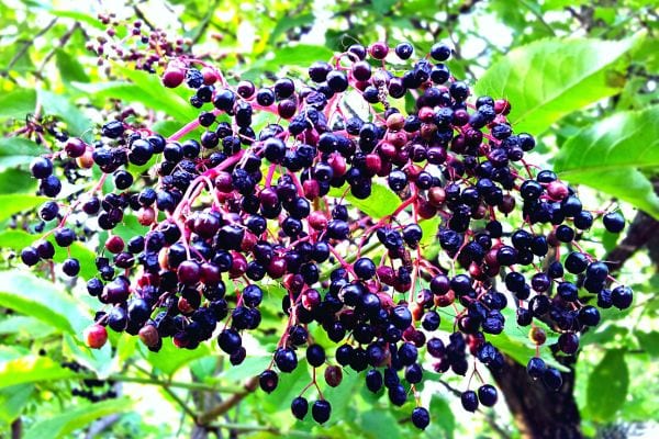 14 Plantes Toxiques (Voire Mortelles) à Ne Jamais Toucher Ni Manger.