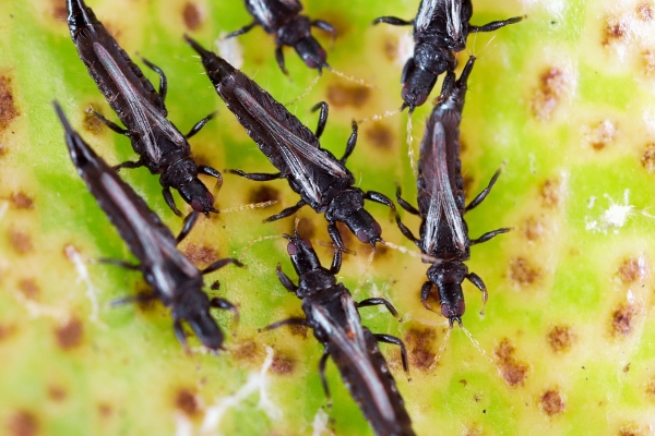 Bêtes d’Orage : 9 Astuces Pour Se Débarrasser de Ces Petits Insectes de ...