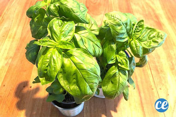 L'astuce pour faire durer le basilic en pot pendant des mois (sans le ...