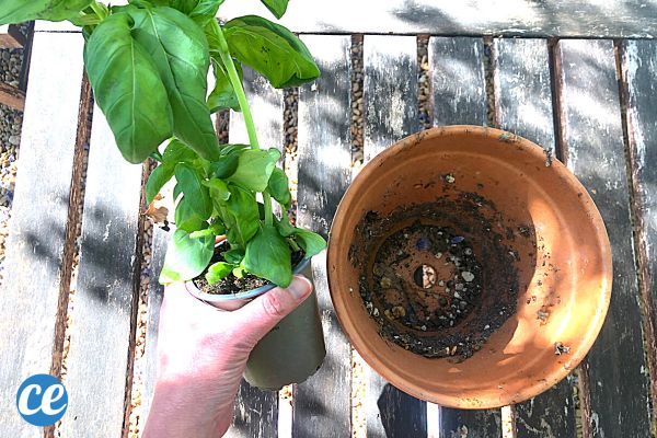 L'Astuce Pour Faire Durer le Basilic en Pot Pendant des Mois (Sans le ...