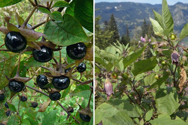 Les 14 Plantes les Plus Toxiques et Dangereuses en France.