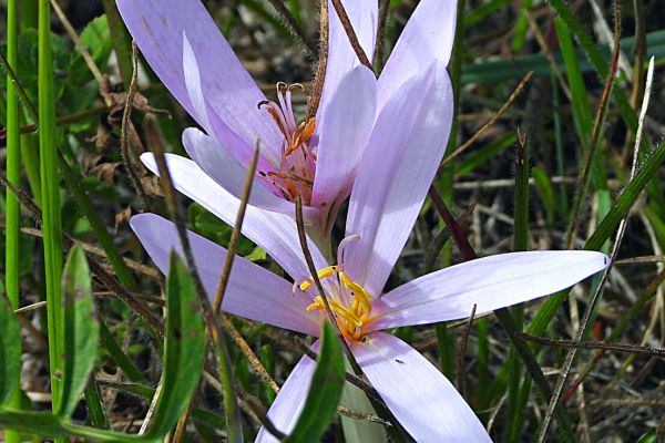 Les 14 Plantes les Plus Toxiques et Dangereuses en France.