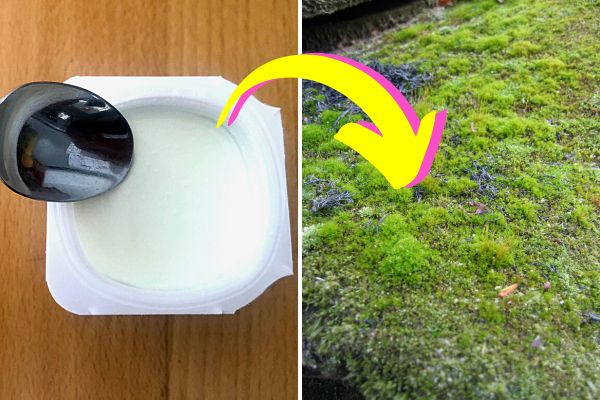 Yaourts Périmés : 15 Façons de les Utiliser et Éviter le Gaspi.