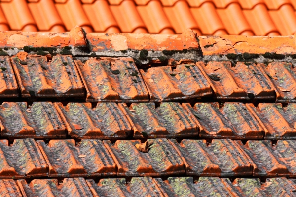 Mousse Sur le Toit : 4 Astuces de Pro Pour S'en Débarrasser Soi-Même.