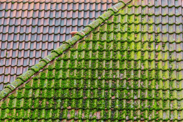 Mousse Sur le Toit : 4 Astuces de Pro Pour S'en Débarrasser Soi-Même.