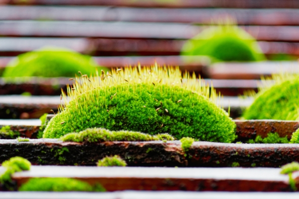 Mousse Sur le Toit : 4 Astuces de Pro Pour S'en Débarrasser Soi-Même.