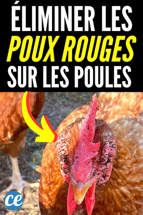 Comment Éliminer les Poux Rouges Sur les Poules Définitivement.