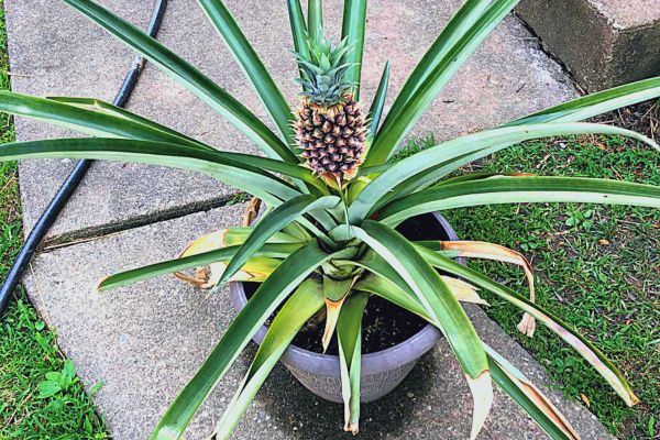 Comment Faire Pousser un Ananas Chez Soi (à Partir de Ses Feuilles).
