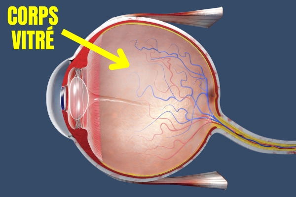 Pourquoi Je Vois des Corps Flottants Devant Mes Yeux ? Et Comment les ...