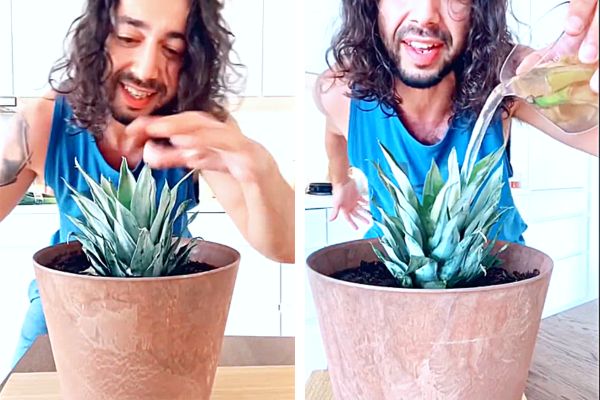Comment Faire Pousser un Ananas Chez Soi (à Partir de Ses Feuilles).