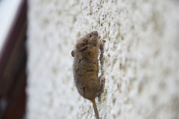 L'Astuce Pour Se Débarrasser des Souris à la Maison Sans les Tuer.