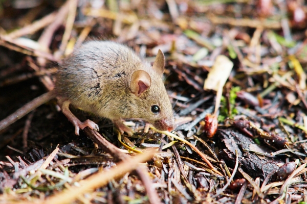 7 Astuces Efficaces Pour Se Débarrasser des Mulots à la Maison.