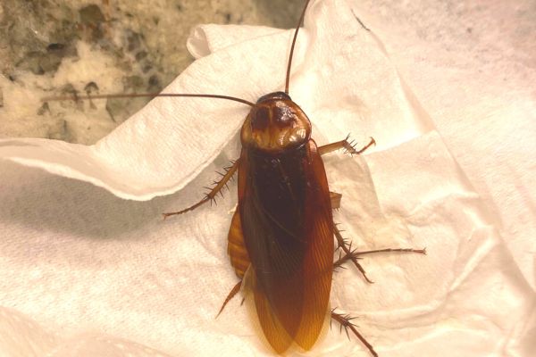 Pourquoi il Ne Faut Pas Écraser un Cafard Dans Votre Maison