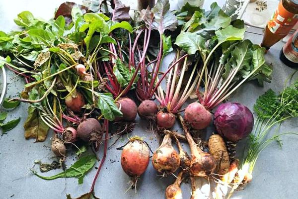 Les 9 Bienfaits Insoupçonnés de la Betterave Pour la Santé.