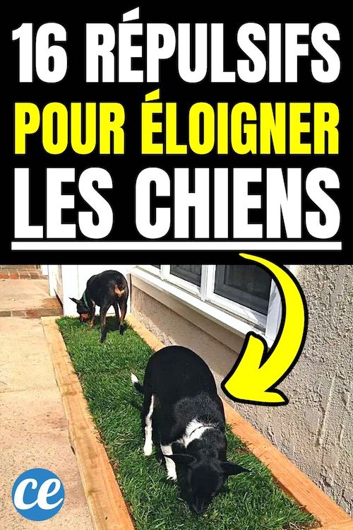 16 Répulsifs Naturels Contre les Chiens Pour les Éloigner Définitivement.