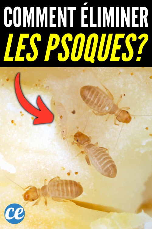 Comment Se Débarrasser des Psoques ? 6 Traitements Naturels.