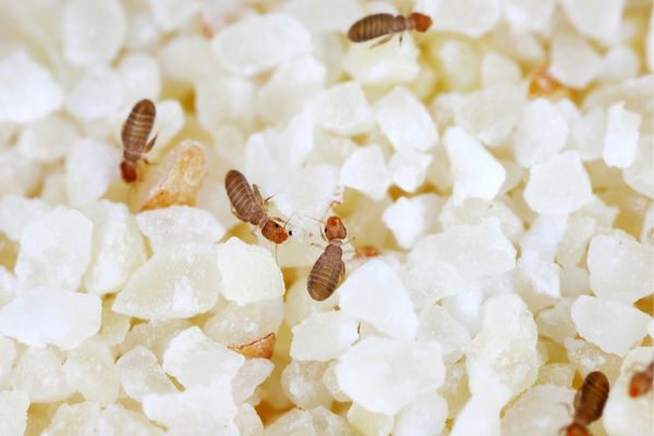 Comment Se Débarrasser des Psoques ? 6 Traitements Naturels.