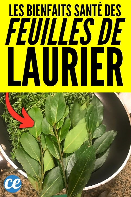 Feuilles de Laurier : Leurs Bienfaits et Vertus Pour la Santé.