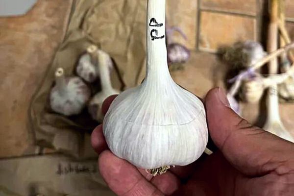 Quels Sont les Dangers de l'Ail pour la Santé