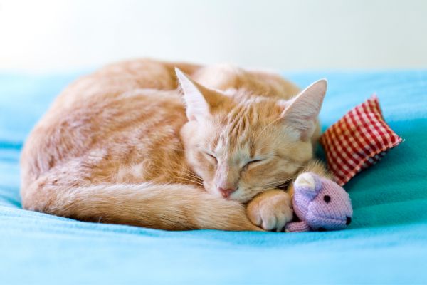 8 Positions d'un Chat Qui Dort et Ce Qu'elles Signifient.