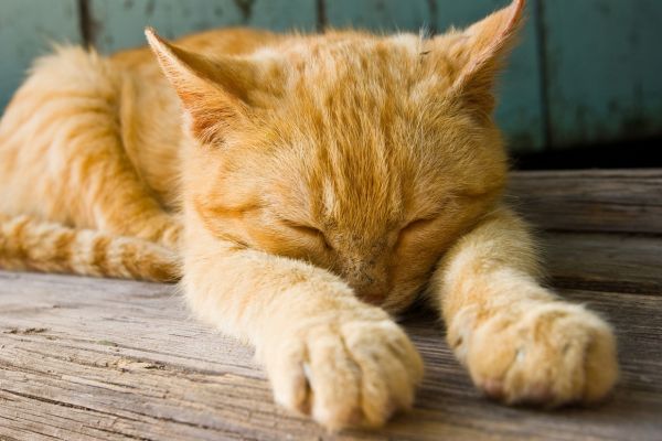 8 Positions d'un Chat Qui Dort et Ce Qu'elles Signifient.