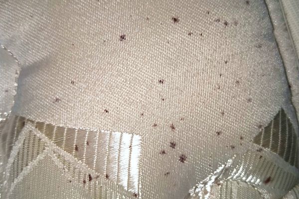 Punaises de Lit Matelas : Que Faire Pour S'en Débarrasser