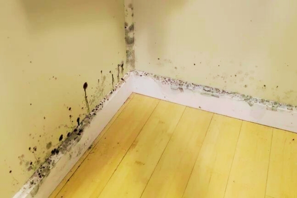 Moisissure dans la Chambre : Cause et Solution pour l'Éliminer des Murs.