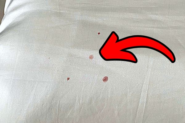 Comment Savoir Si On a des Punaises de Lit ? 7 Signes.