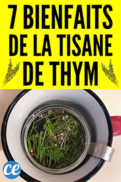 Quels sont les Bienfaits de la Tisane de Thym sur la Santé