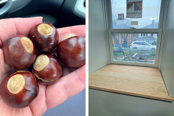 Comment Utiliser les Marrons Contre les Araignées