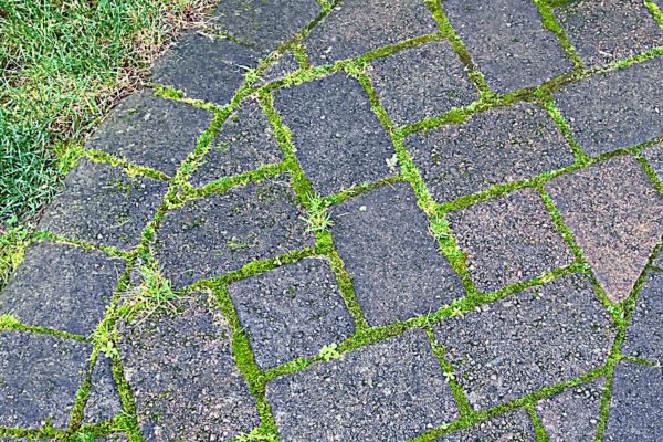 Le Vinaigre Blanc Pour Éliminer la Mousse sur le Goudron.