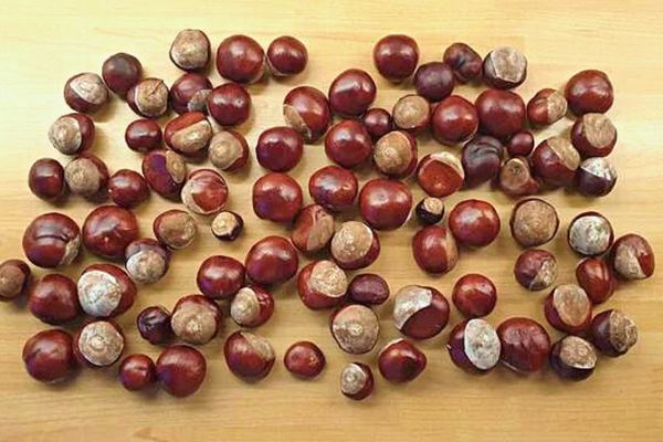 Comment Utiliser les Marrons Contre les Araignées