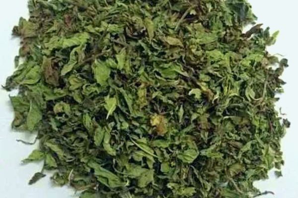 Comment Conserver la Menthe Fraîche ? J'ai Testé 4 Astuces.