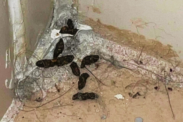 Crotte de Fouine : Comment les Reconnaître Facilement