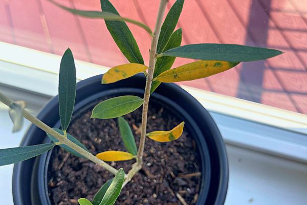 Les Feuilles De Mon Olivier Jaunissent | Chtoby Pomnili