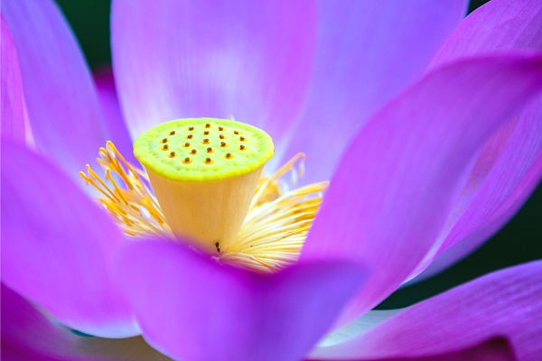 Les 10 Plus Belles Fleurs du Monde.