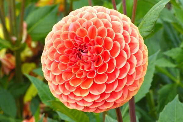 Les 10 Plus Belles Fleurs du Monde.