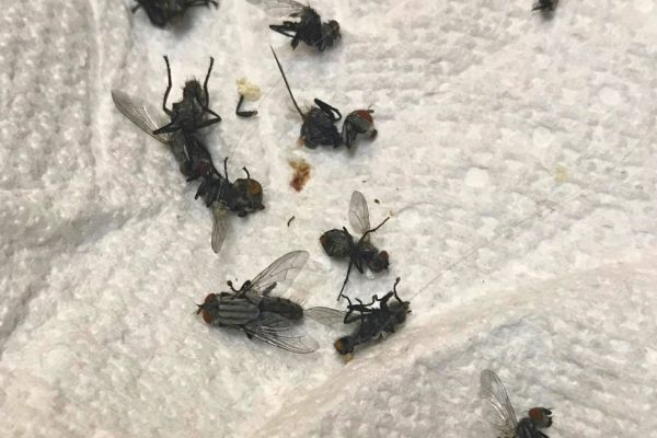 Comment J'ai Éliminé Tous les Vers Blancs de la Maison.