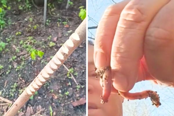 Comment Attraper Plein de Vers de Terre Rapidement ? L'Astuce de Pêcheurs.