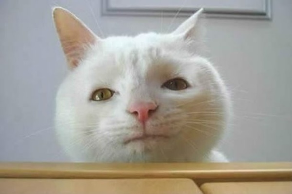 Top 50 des Chats les Plus Moches du Monde.