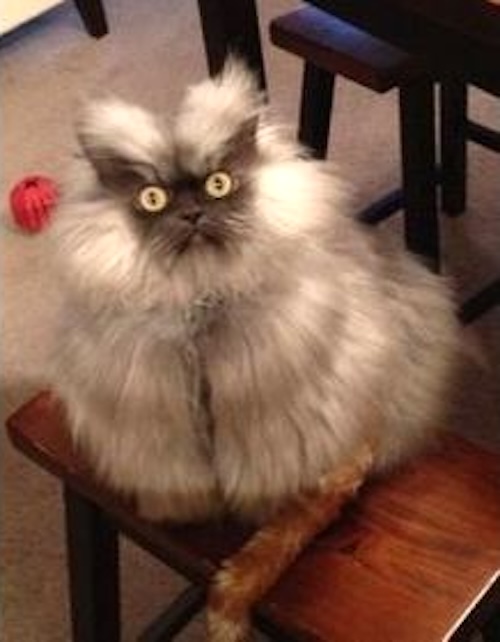 Top 50 des Chats les Plus Moches du Monde.