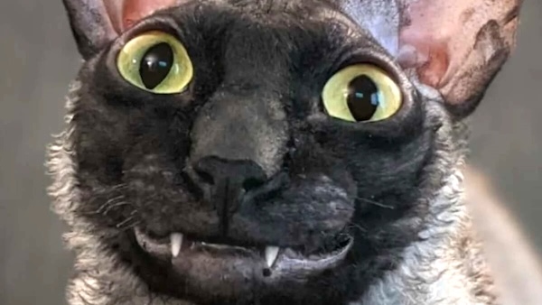 Top 50 des Chats les Plus Moches du Monde.