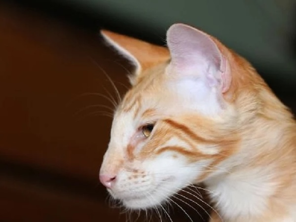 Top 50 des Chats les Plus Moches du Monde.