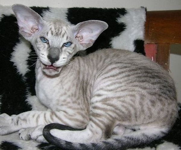 Top 50 des Chats les Plus Moches du Monde.