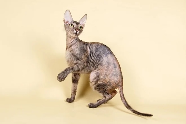 Top 50 des Chats les Plus Moches du Monde.