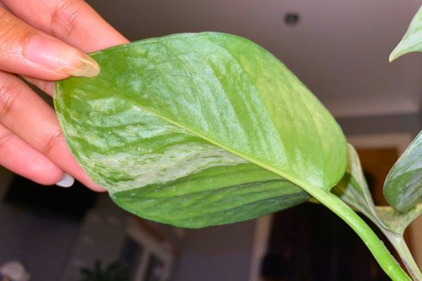 Mouches Blanches : 9 Astuces Naturelles Pour Éliminer les Aleurodes.