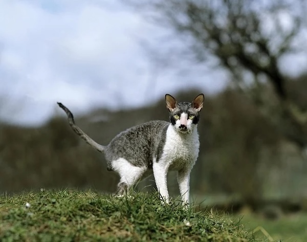 Top 50 des Chats les Plus Moches du Monde.